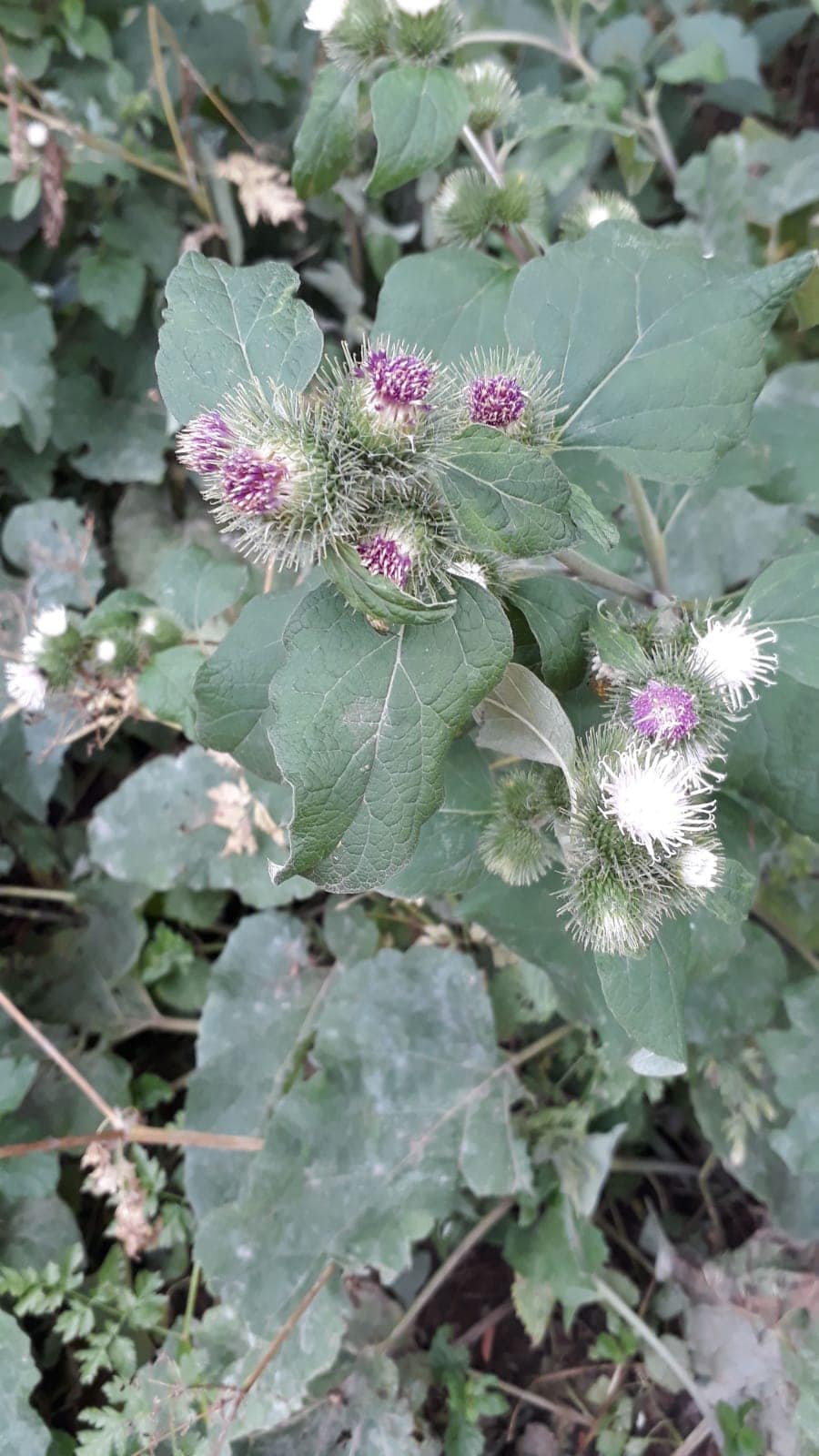 Klette – wiesenwolf.de